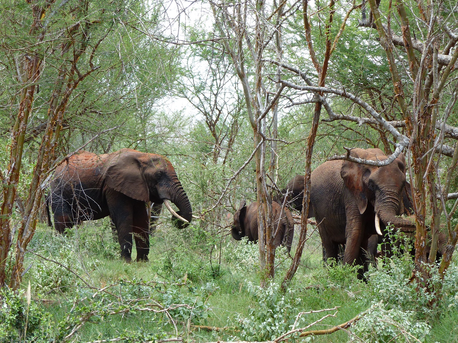 Safaris/Excursions - Mandhari Lodge